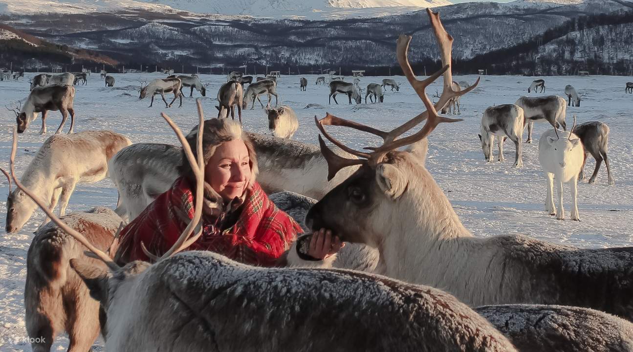 Sami Culture Experience with Reindeer Sledding in Tromso - Klook Sami Culture Experience with Reindeer Sledding in Tromso - Klook