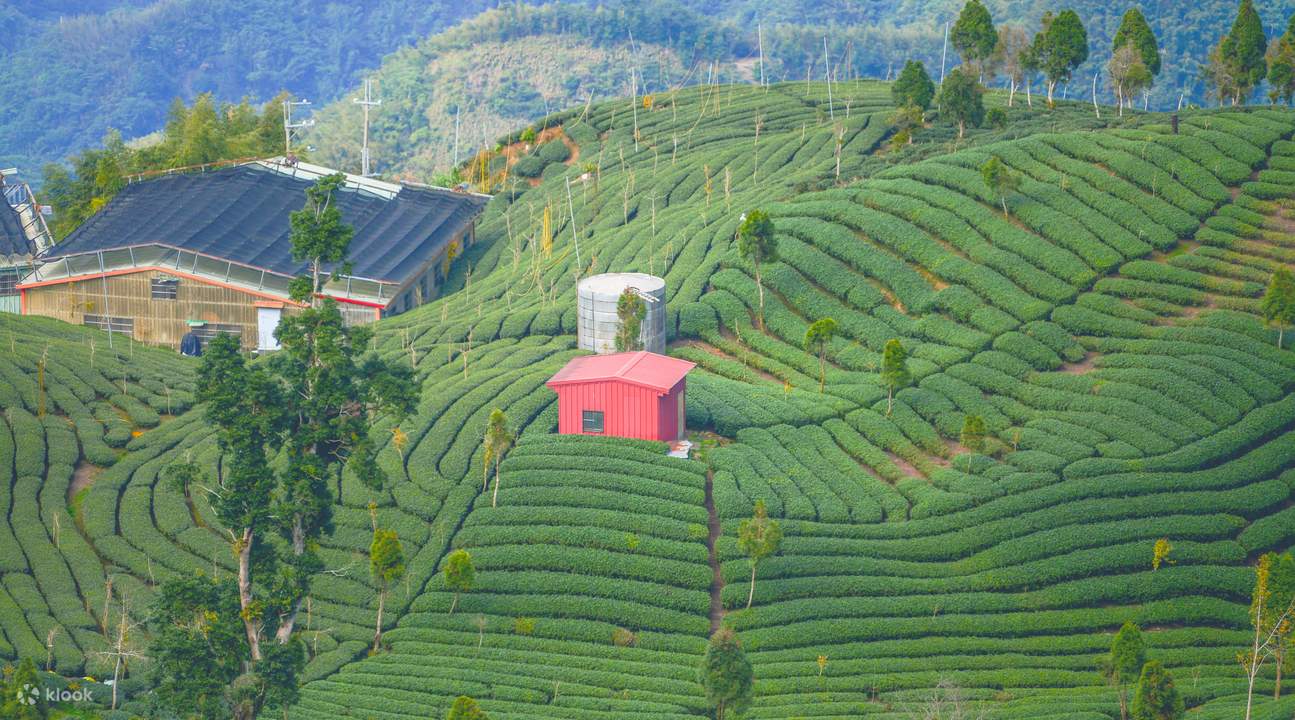 Lawatan Budaya Teh di Tasik Seribu Pulau & Ladang Teh Pinglin - Klook ...