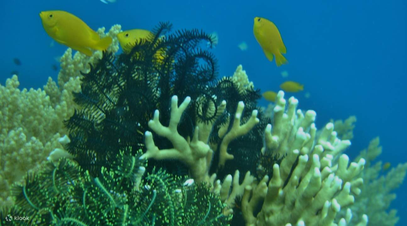 Bohol Island Hopping Half Day Tour - Klook Philippines