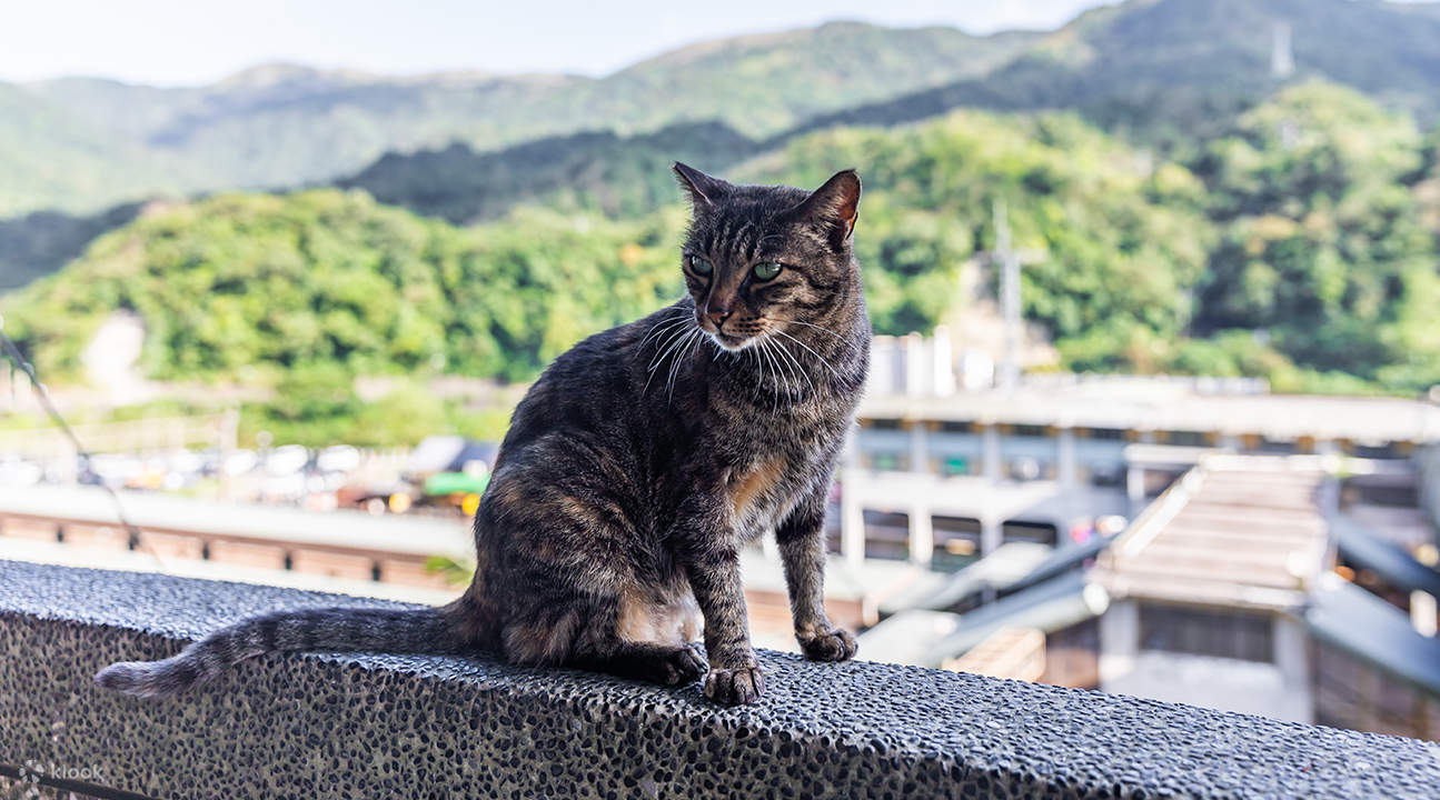 台北周邊一日遊（野柳地質公園＆黃金瀑布＆九份老街＆猴硐＆十分老街） Klook 客路