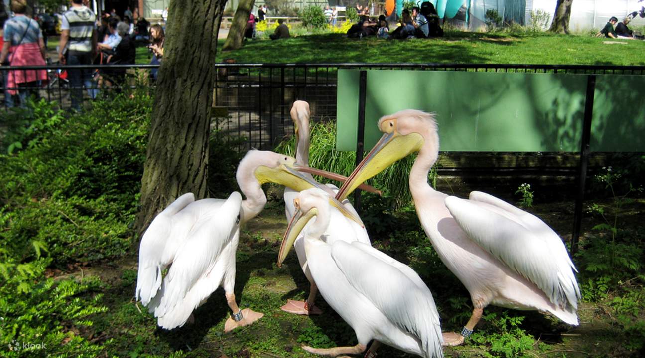 Ticket für den ZSL London Zoo - Klook - Klook, Vereinigte Staaten