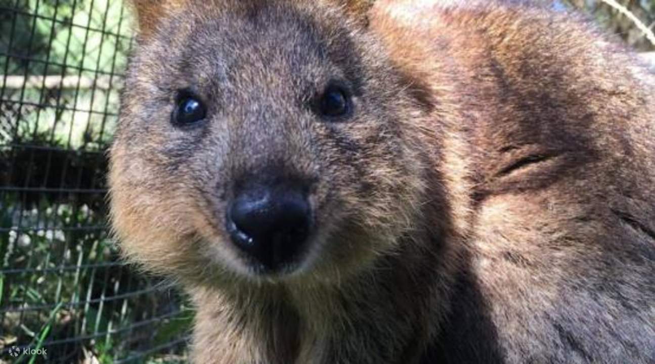 Caversham Wildlife Park Experience in Whiteman near Perth, Western ...