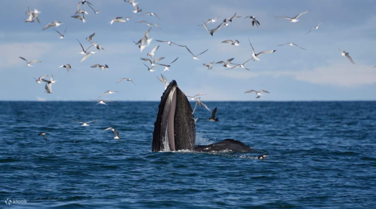 Classic Whale and Dolphin Watching Cruise in Reykjaviík, Iceland ...