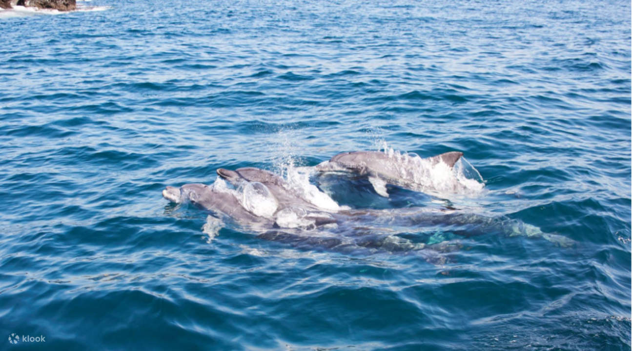 Wild Dolphin Watching Experience in Jeju - Klook Россия