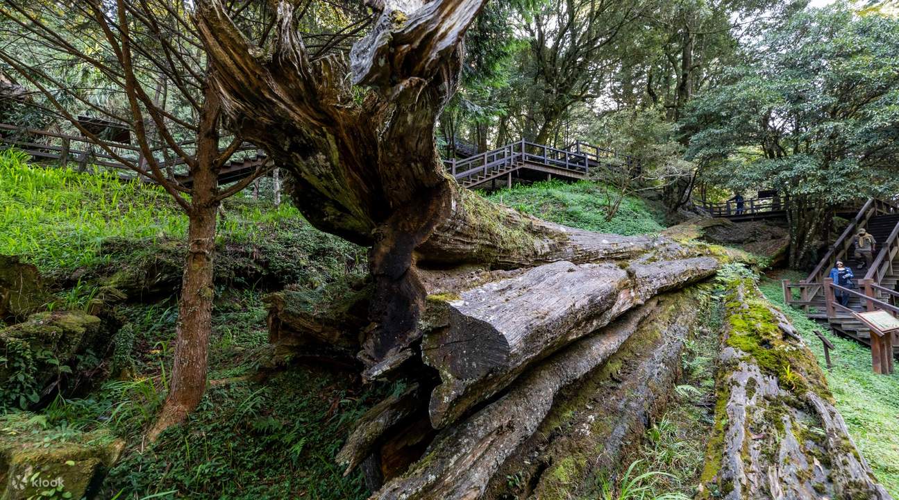 Book Alishan Mountain, Chiayi County Trip Package Online - Klook United ...