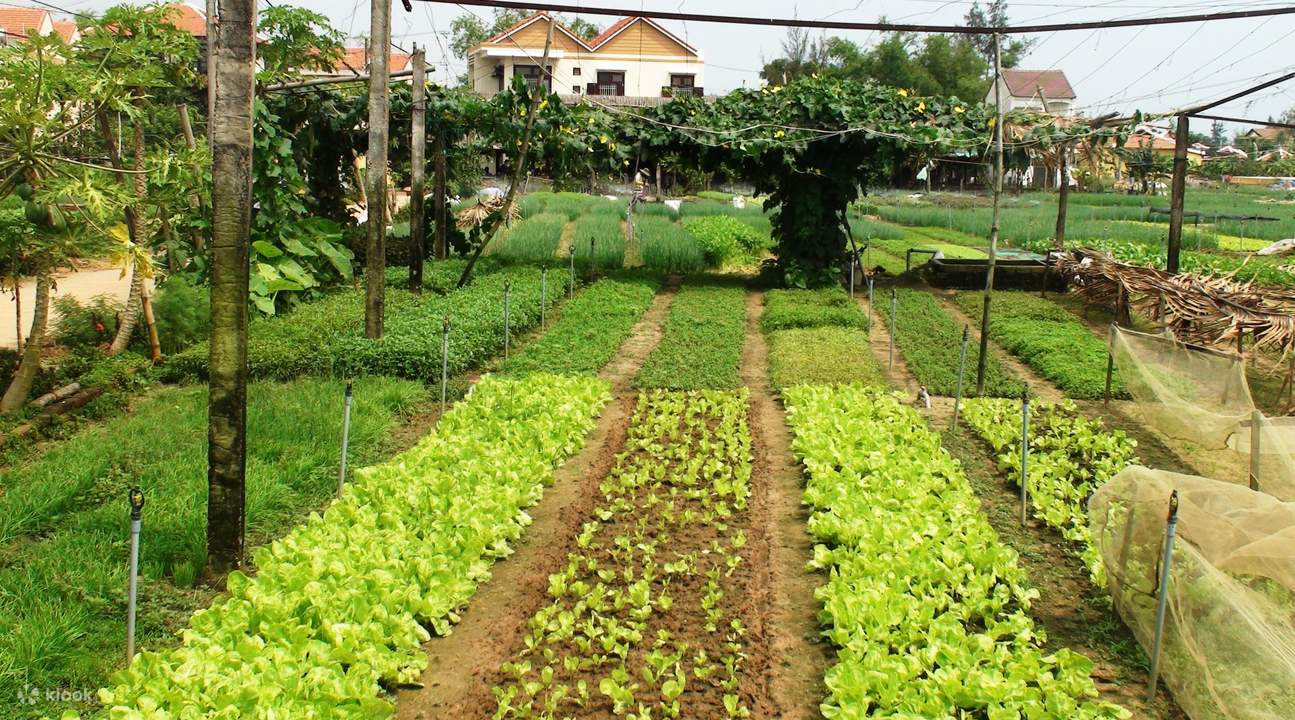 Tra Que Village Bicycle Tour from Hoi An, Vietnam - Klook