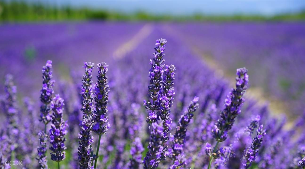 Sault Lavender Full Day Tour from Marseille - Klook Canada