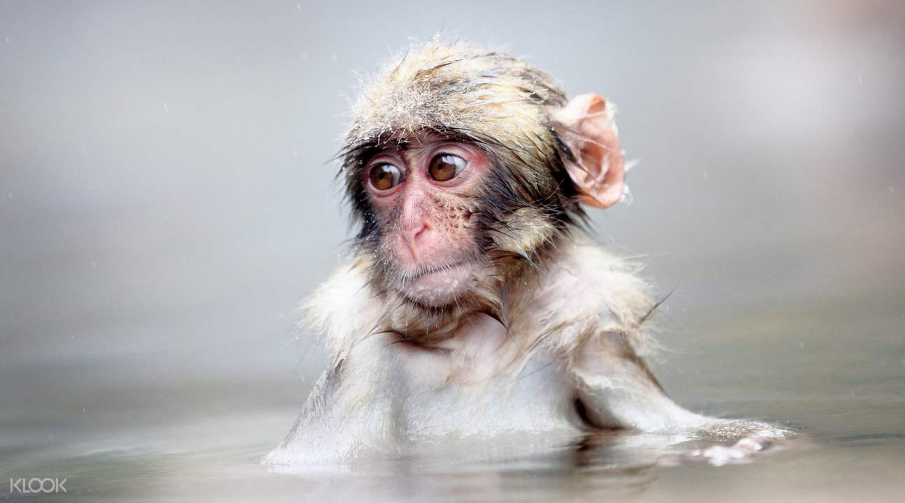 Nagano Snow Monkey Park and Zenko-ji Temple Day Tour with Sake Tasting ...