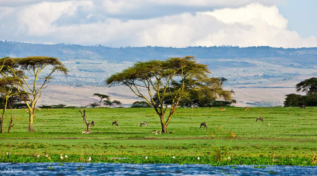 Unforgettable Crescent Island Walking Safari Naivasha - Klook United States