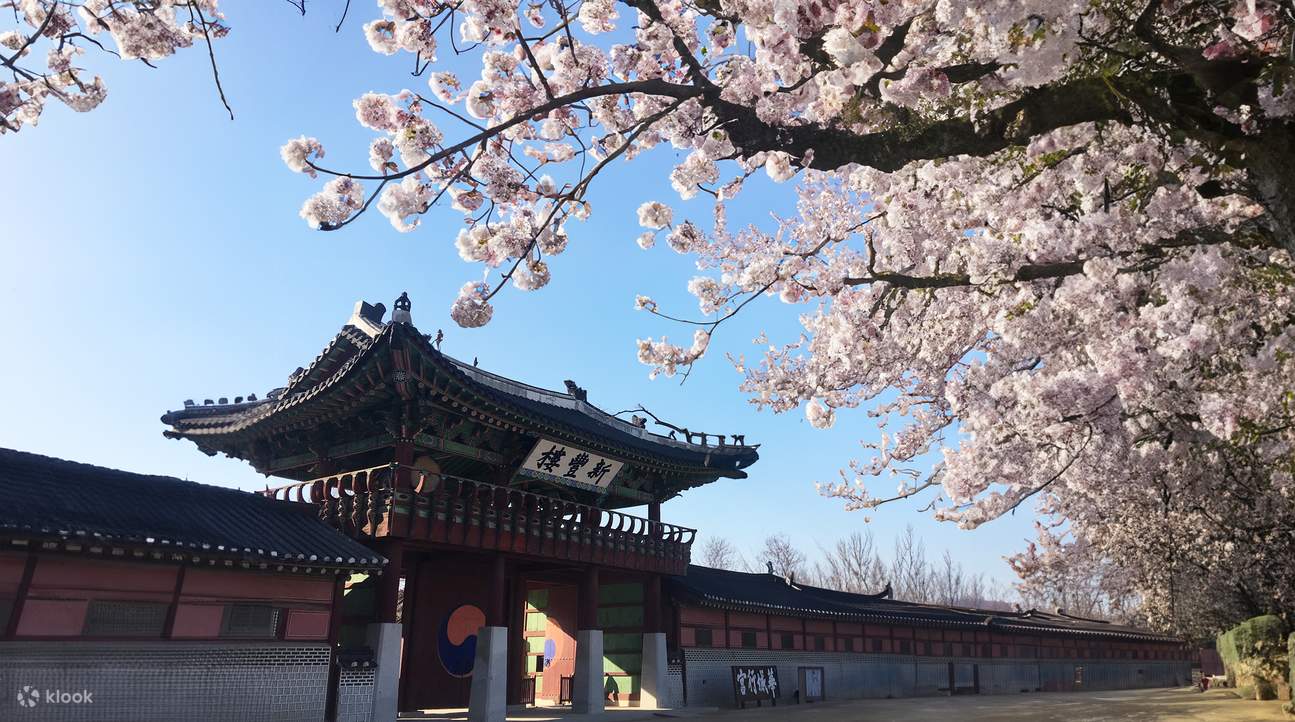 Cherry Blossoms Instagram Private Attractions Day Tour from Seoul ...
