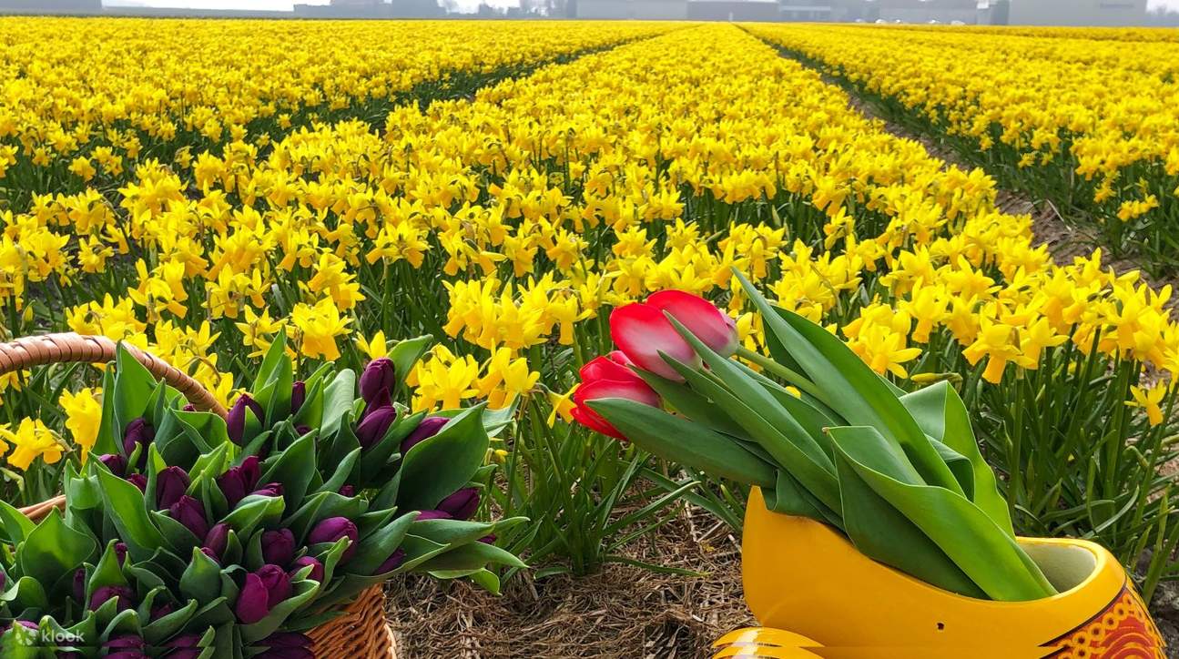 Early Flower guided day tour, departing from Amsterdam - Klook Australia