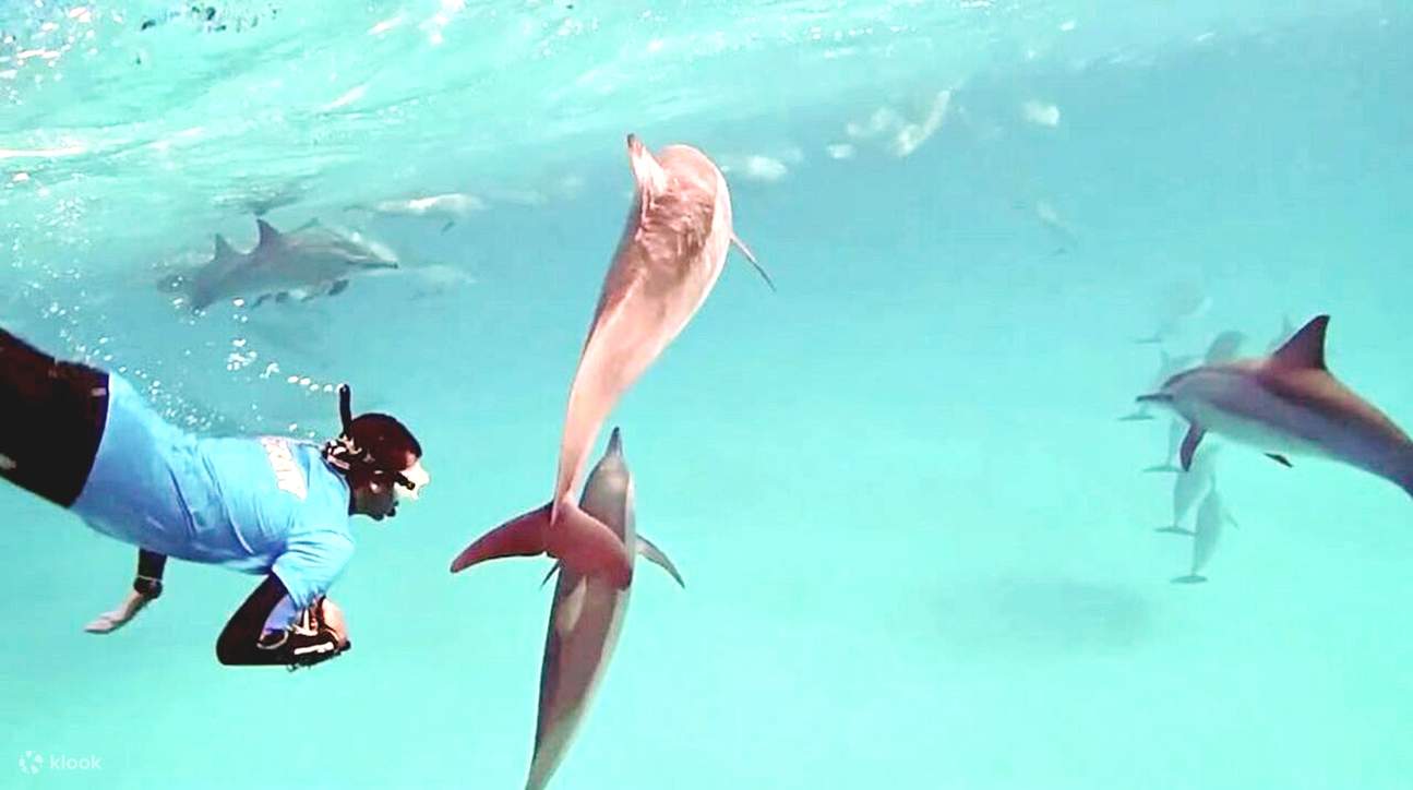 Ultimate Red Sea Adventure: Dolphin Watching, Snorkeling & Lunch ...