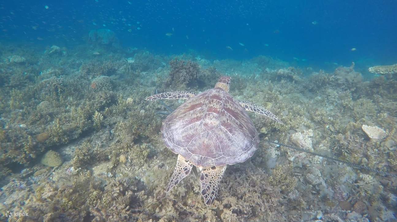 Palawan Port Barton Island Hopping Tour from San Vicente - Klook ...