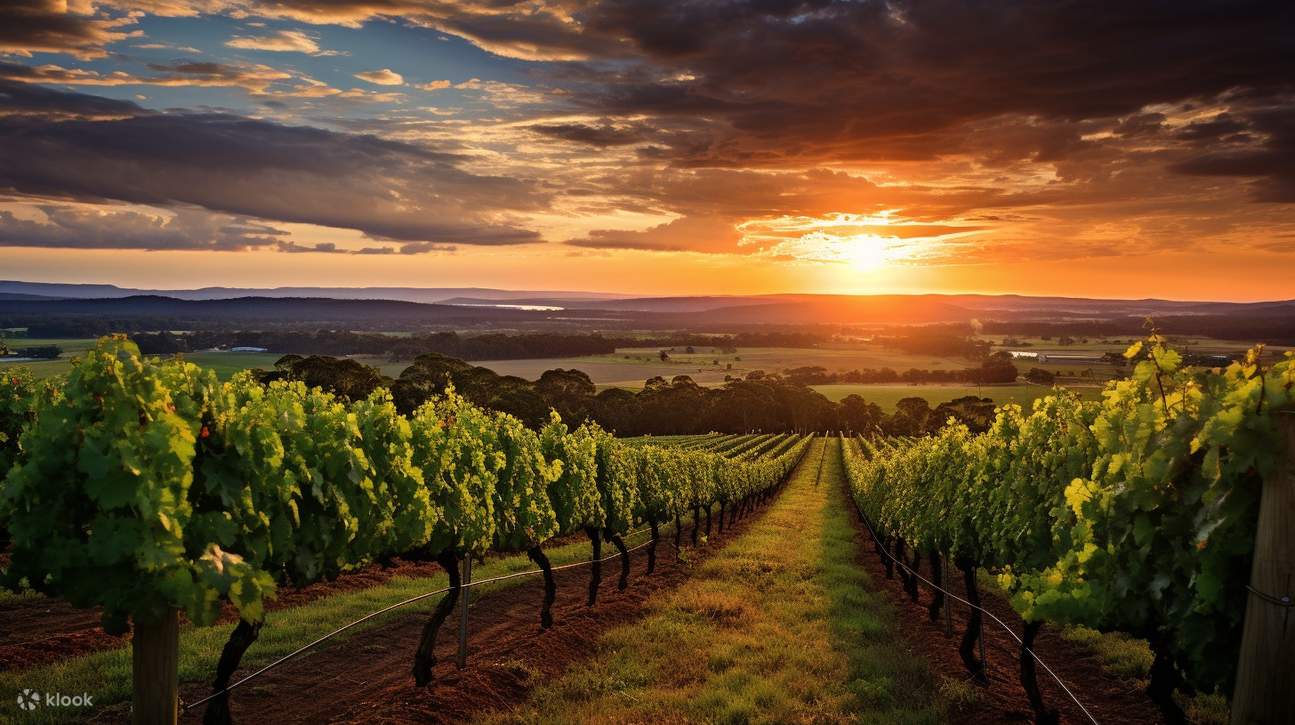 Hunter Valley Day Trip from Sydney, Australia (Chinese & English Guided ...