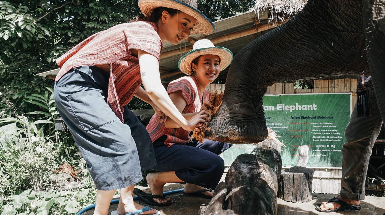 Unisciti alla Maerim Elephant Home a Chiang Mai - Klook Stati Uniti