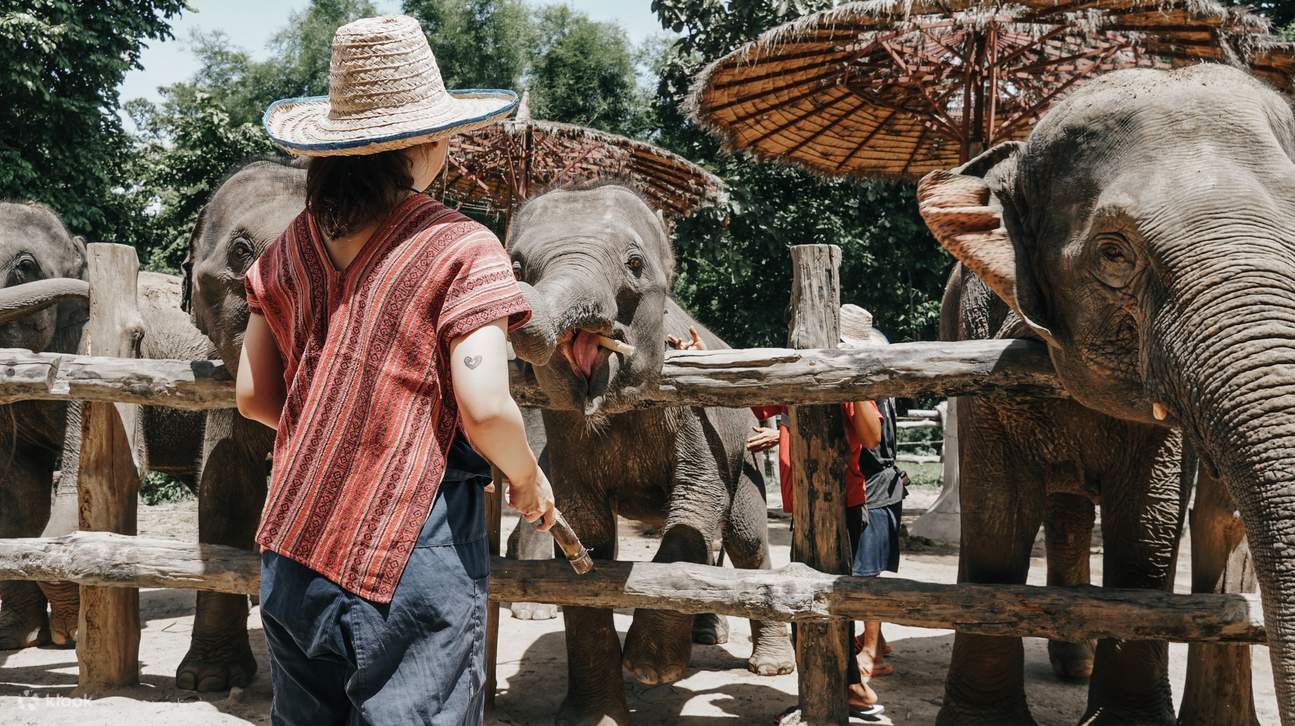 Unisciti alla Maerim Elephant Home a Chiang Mai - Klook Stati Uniti