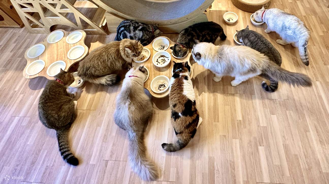 Catio Cat Cafe Mempersembahkan: Set Kopi dan Pencuci Mulut Meowyyy | Teluk Causeway - Klook ...