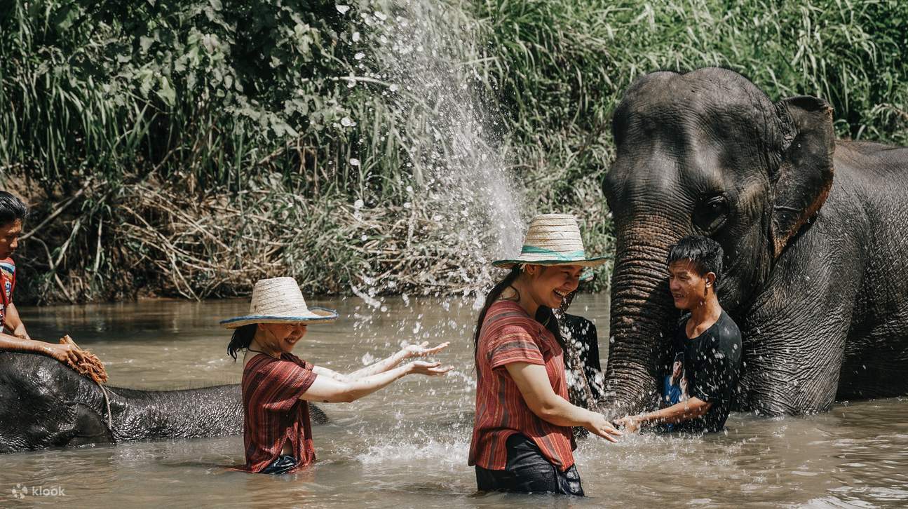 Unisciti alla Maerim Elephant Home a Chiang Mai - Klook Stati Uniti