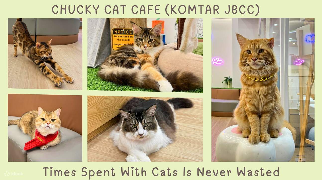 Chucky Cat Cafe in Johor Bahru, Malaysia - Klook, Vereinigte Staaten