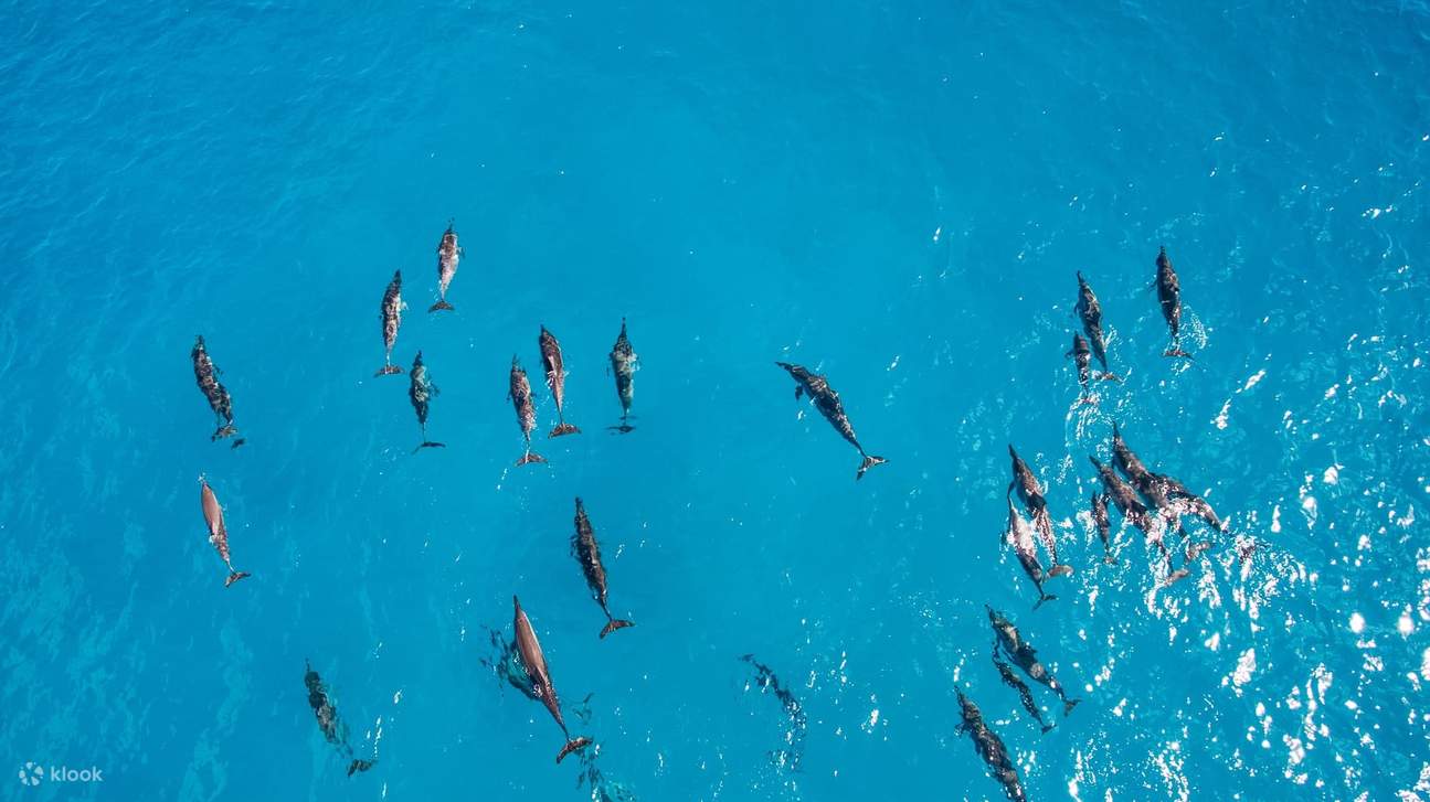 Dolphin House Snorkeling Trip from Hurghada - Klook Hong Kong