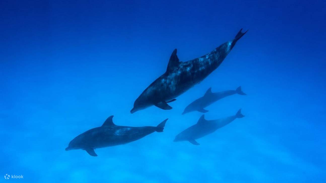 Dolphin House Reef Snorkeling Sea Trip With Transfer - Marsa Alam ...