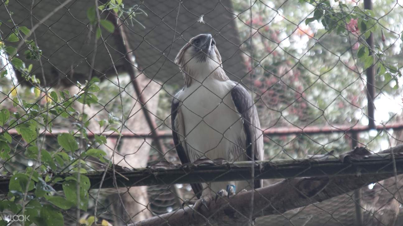[SALE] Davao Philippine Eagle Center and Malagos Garden Resort Tour ...
