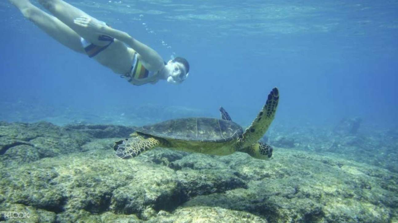 Snorkeling with Sea Turtles at Mirissa, Sri Lanka - Klook Australia