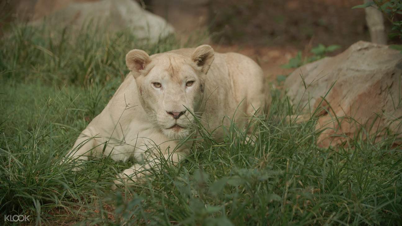 Faunaland Ancol Ticket in Jakarta - Klook New Zealand