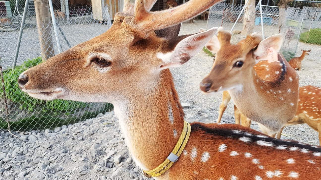 [SALE] Kenting Deer Sanctuary Entry Ticket - Ticket KD
