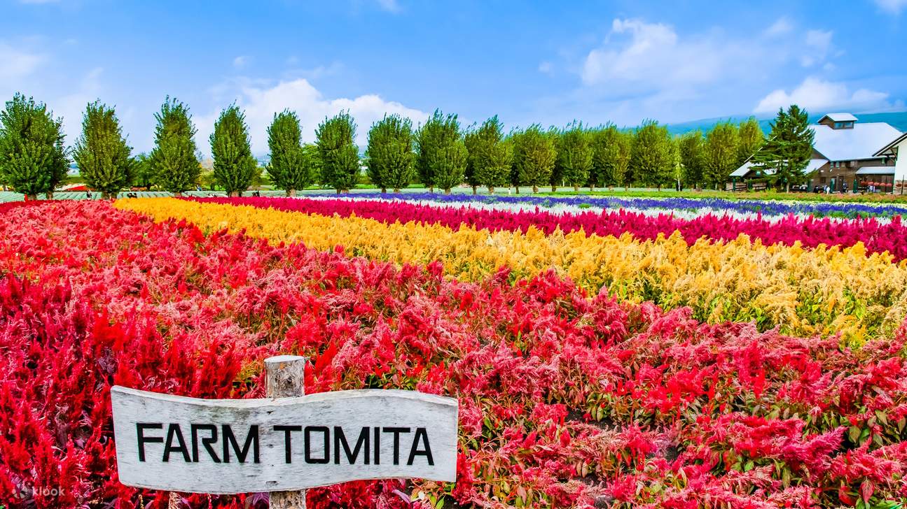 Hokkaido | Tomita Farm & Green Pond & Furano & Forest Fairy Terrace Day ...