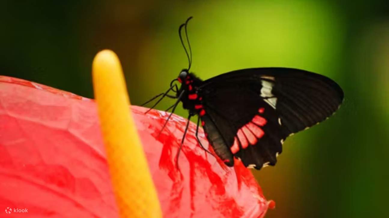 Benalmadena Butterfly Park ticket in Malaga - Klook