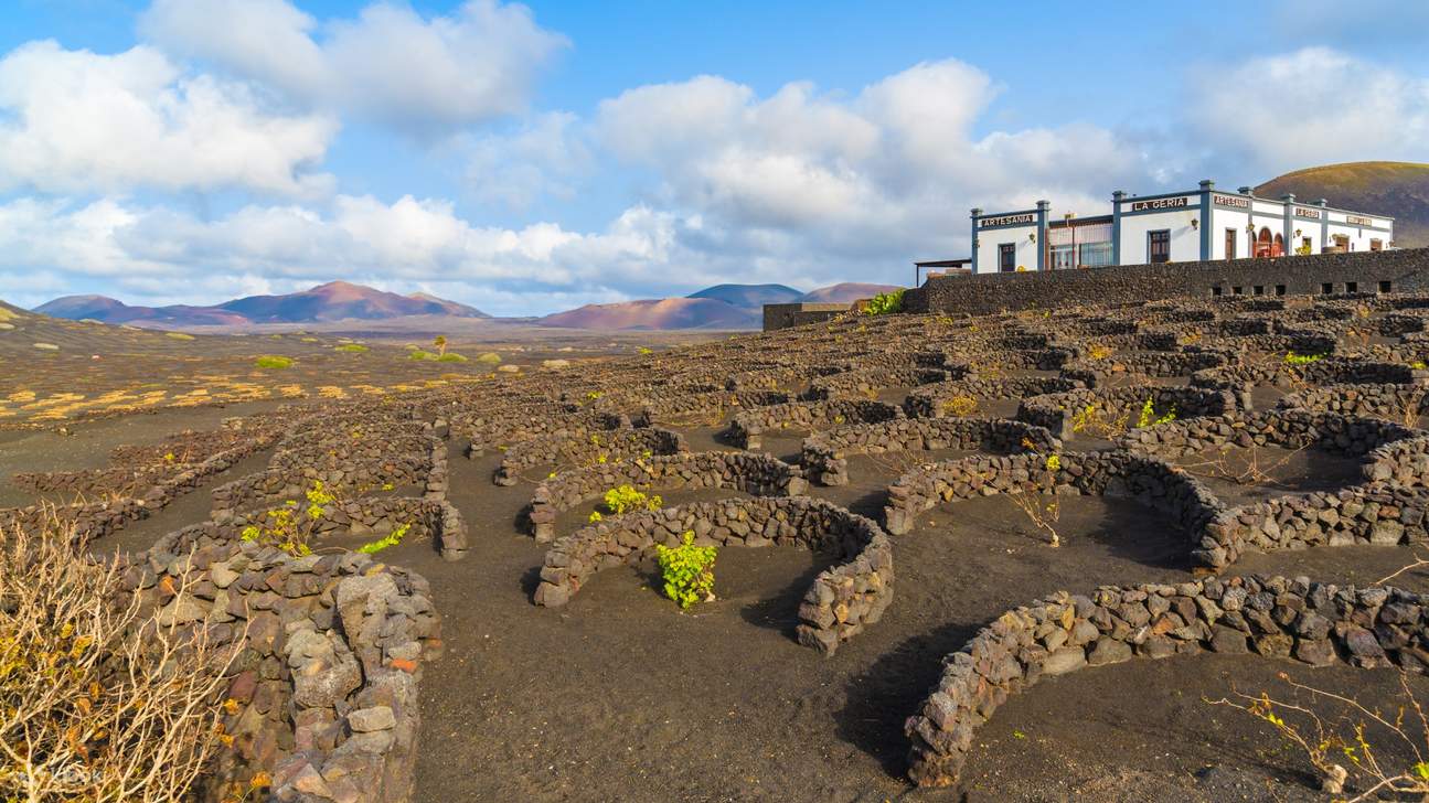 Lanzarote volcano and wine region tour from Fuerteventura - Klook