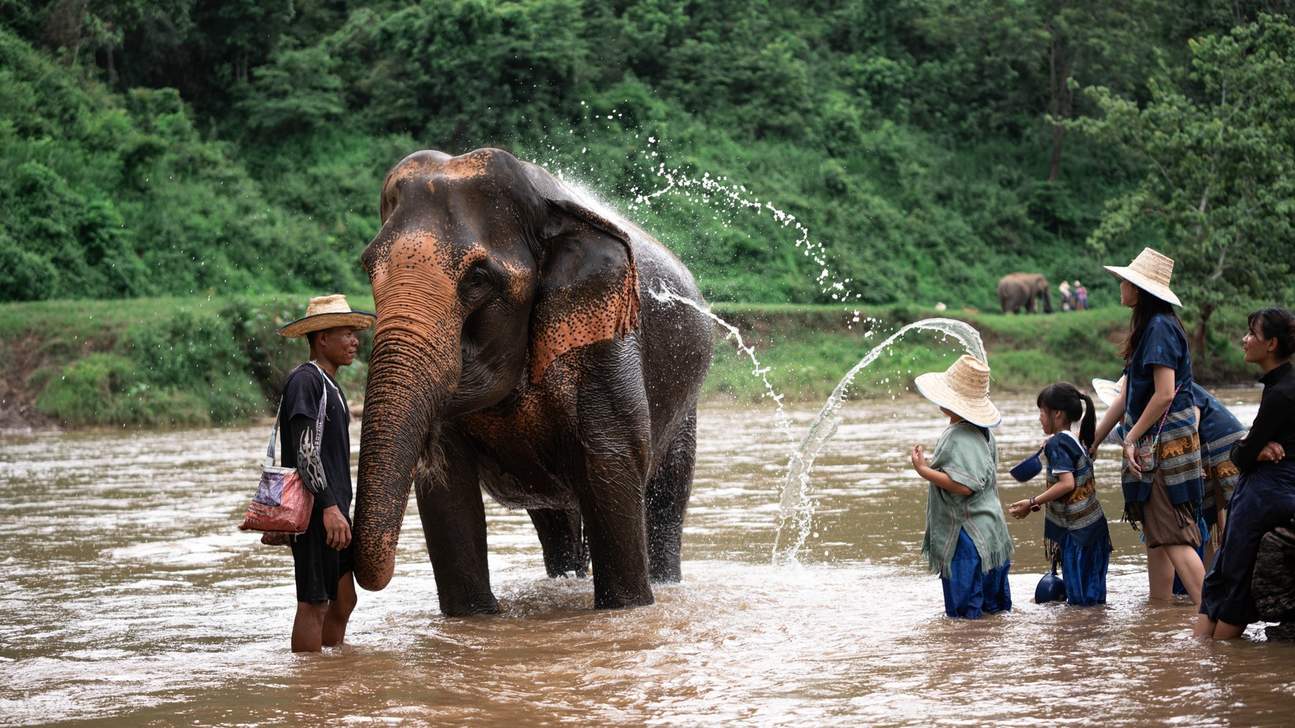 Elephant care activities at the New Elephant Home Elephant Conservation ...