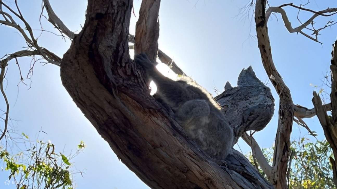 Great Ocean Road Full-Day Private Tour from Melbourne (Mandarin and ...