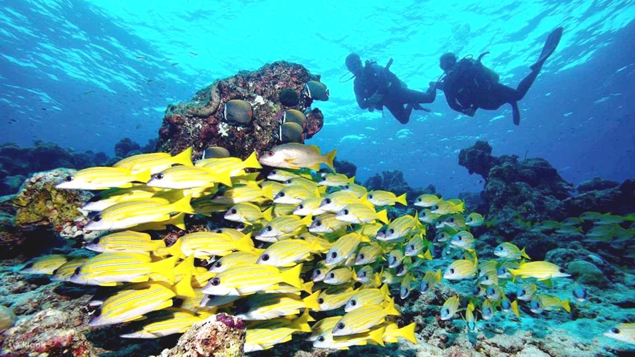 Ultimate Red Sea Adventure: Dolphin Watching, Snorkeling & Lunch - Klook