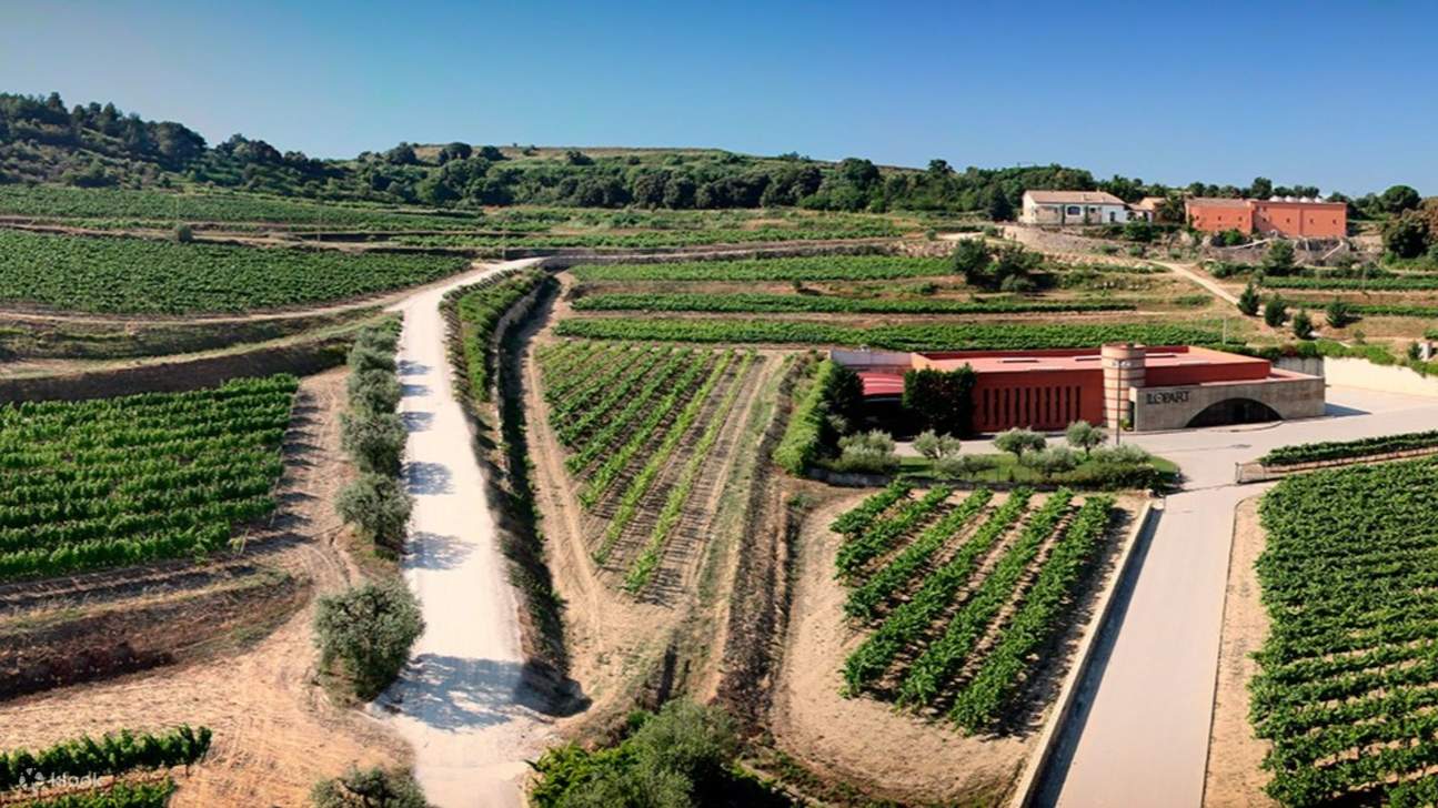 Penedes and Cava winery tour from Barcelona - Klook