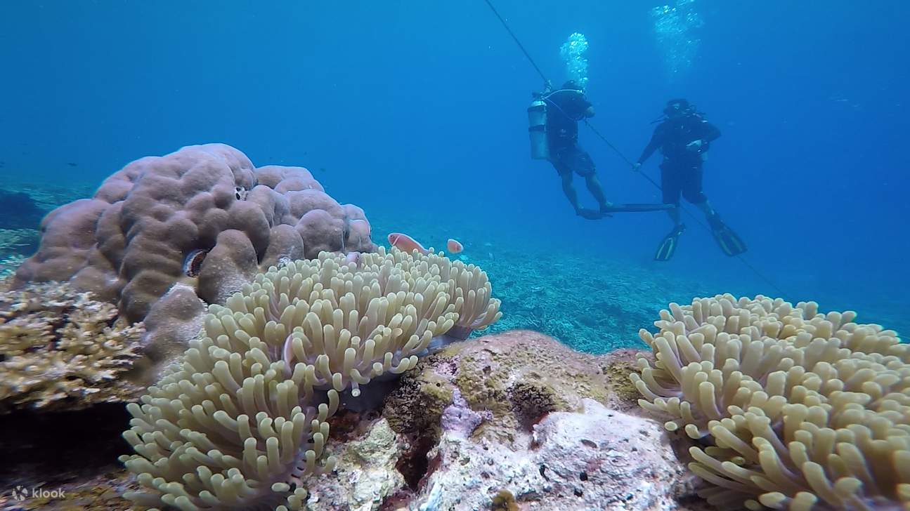 Fun Diving Experience at Redang Island - Klook Philippines