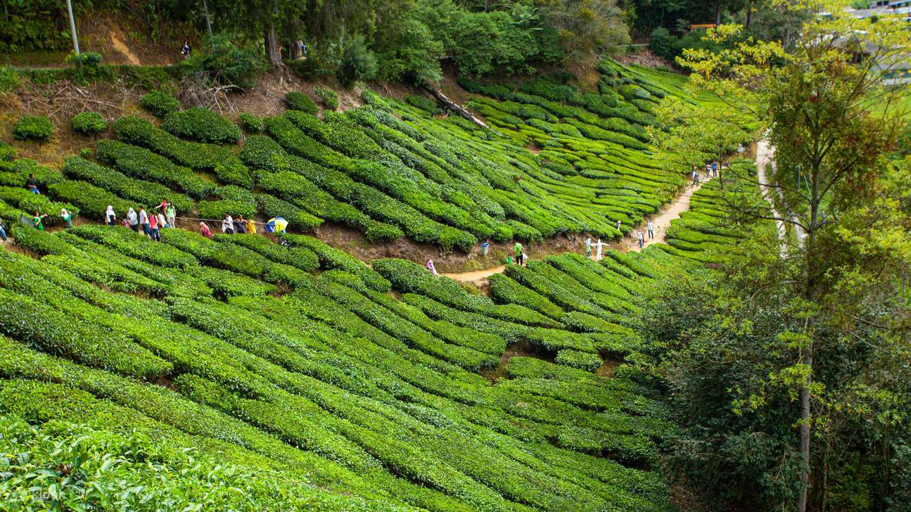 Perjalanan Sehari ke Cameron Highlands dari Ipoh - Klook Indonesia