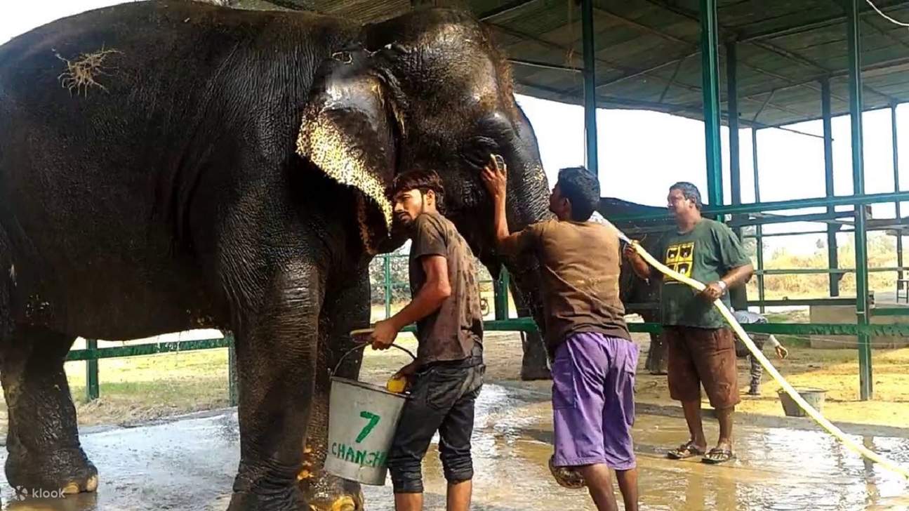 Lawati Pusat Menyelamat Pemuliharaan Gajah SOS Hidupan Liar Mathura ...