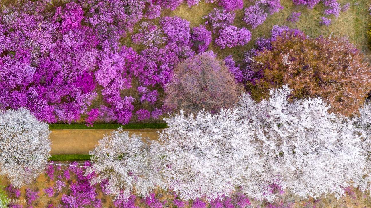 Bucheon Azalea & Festival Bunga Sakura & Lawatan Gua Gwangmyeong ...