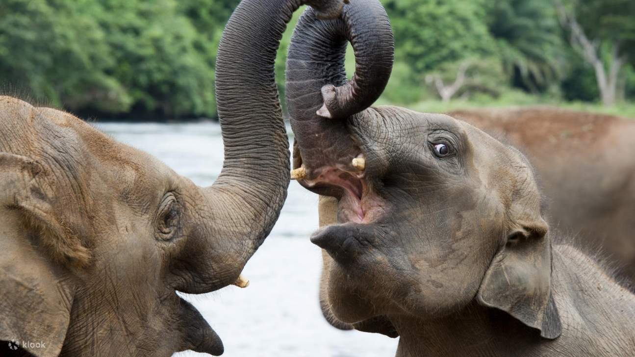 Udawalawe National Park Private Safari Tour from Bentota - Klook India