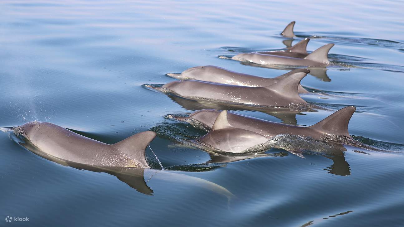 Mandurah Dolphin and Scenic Canal Cruise Trip from Perth - Klook