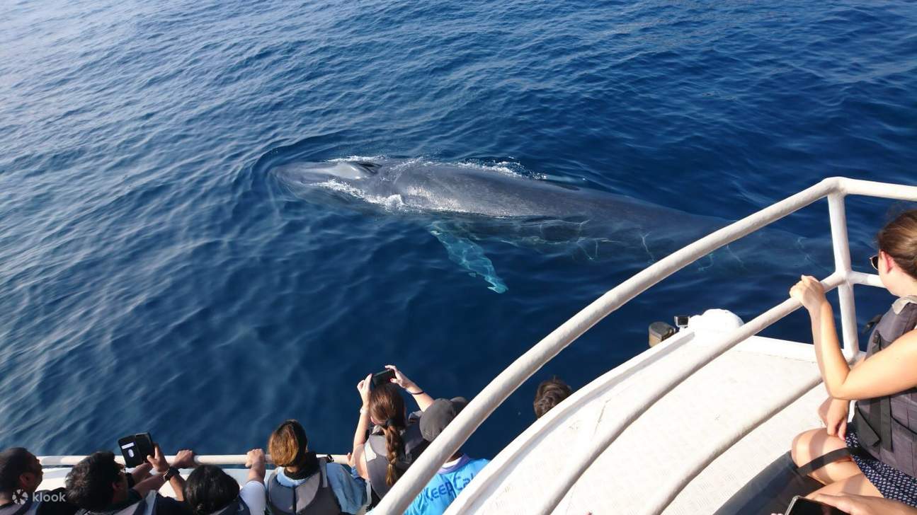 All Inclusive Mirissa Morning Whale Watching Boat Tour with Geeth ...
