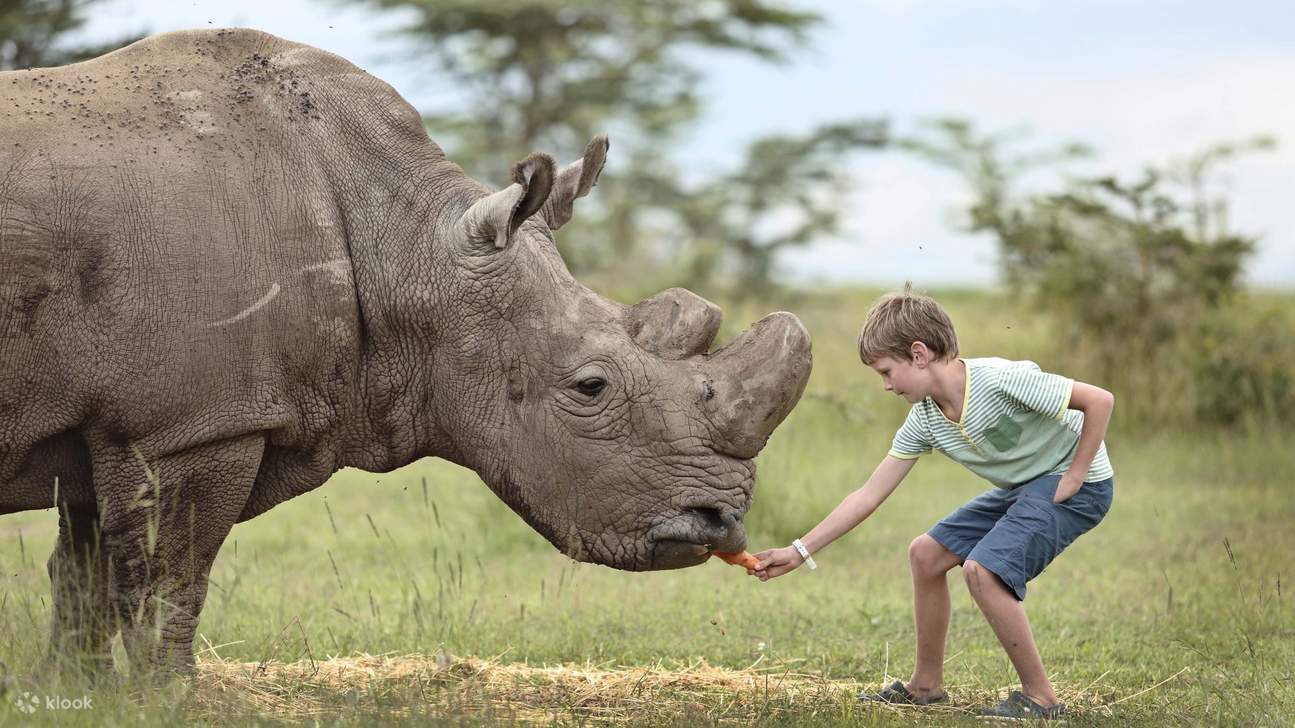 Rasakan Keajaiban Masai Mara, Danau Nakuru, dan Danau Naivasha dalam ...