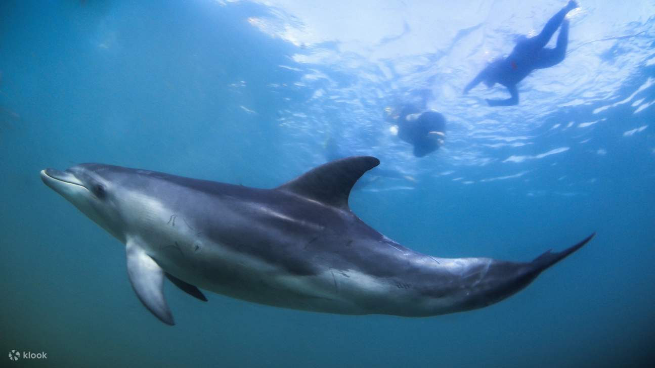 Dolphin, Seal Swim and Sightseeing Experience in Port Phillip Bay - Klook