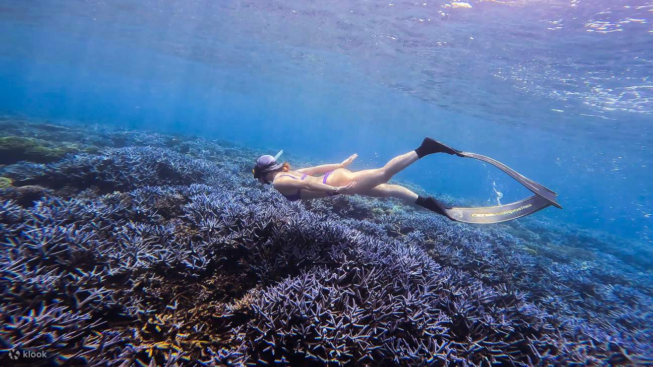 Penghu South Sea Lavender Forest & Rose Garden Diving + Water ...