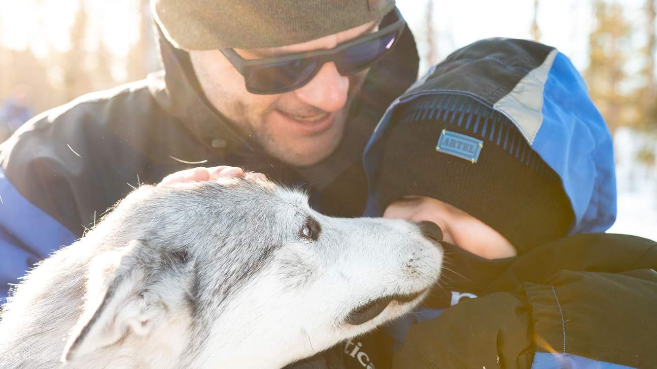 Wild run husky safari tour in Rovaniemi - Klook Singapore