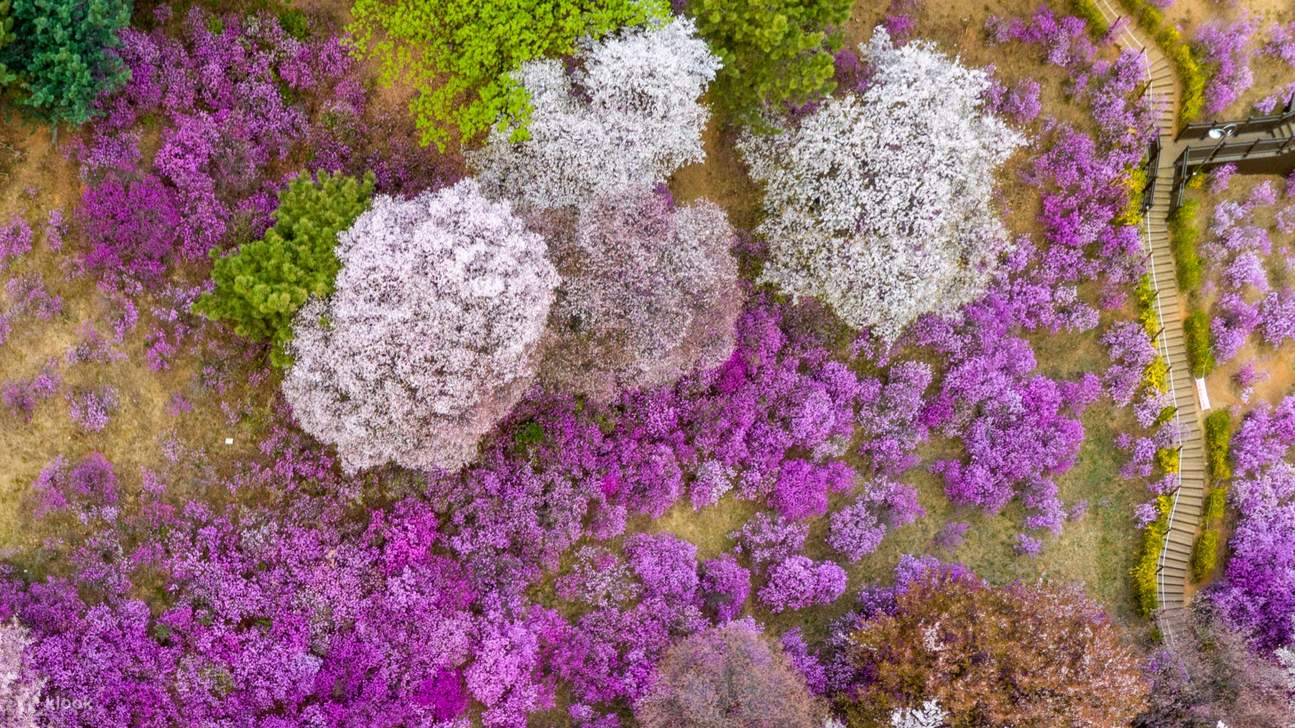 Bucheon Azalea & Festival Bunga Sakura & Tur Gua Gwangmyeong - Klook ...