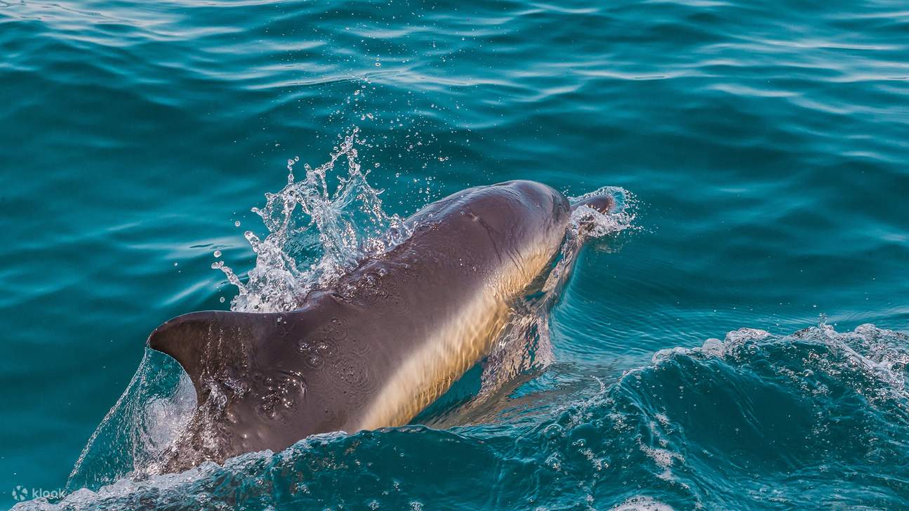 Dolphin watching and water activities experience in Lagos - Klook