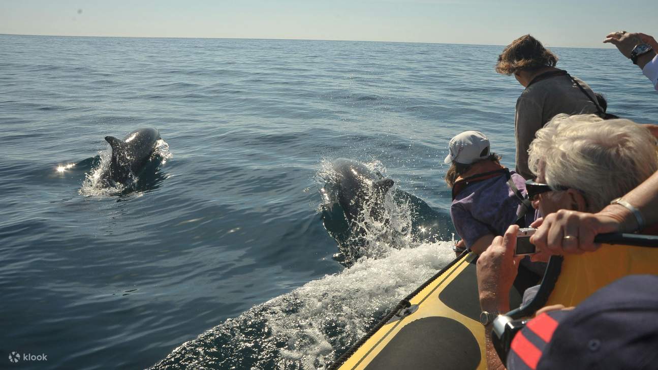 Benagil Cave and dolphin watching boat tour in Albufeira - Klook Australia